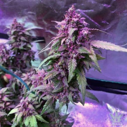 Auto Lemon Skunk Strain | Lemon Skunk Autoflowering seeds