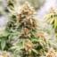 Original Skunk #1 Seeds | Original Skunk Strain | Feminized Skunk ...