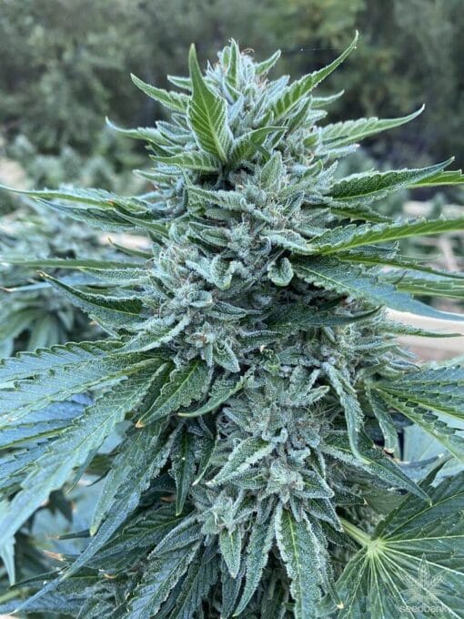 Zkittlez Seeds for Sale | Seed Bank Hybrid Cannabis Seeds