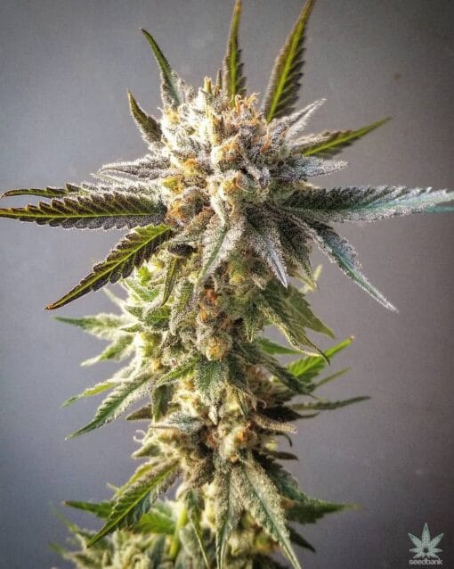 Cinderella 99 Seeds | Feminized Cindy 99 Cannabis Seeds