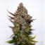 Original Skunk #1 Seeds | Original Skunk Strain | Feminized Skunk ...