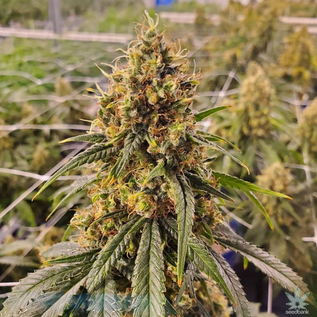 CBD Super Silver Haze Seeds | Super Siver Haze CBD Seeds