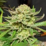Original Skunk #1 Seeds | Original Skunk Strain | Feminized Skunk ...