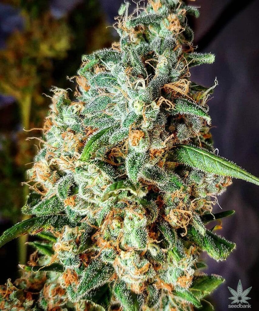 Lavender Seeds - Seed Bank - Feminized Lavender Marijuana Seeds