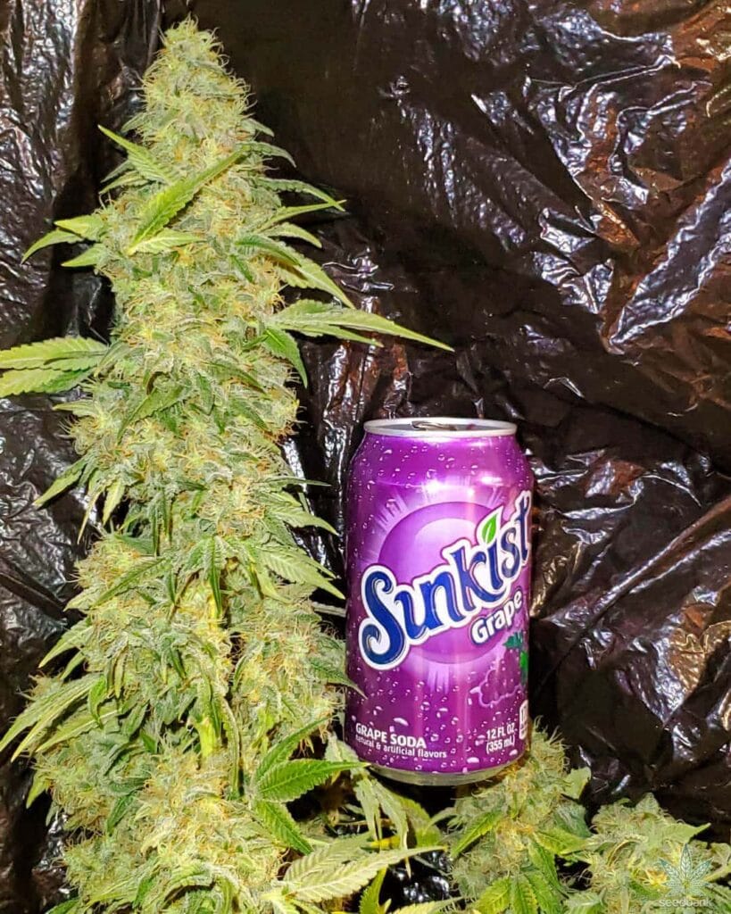 Maple Leaf Indica Seeds - Seed Bank - Feminized Maple Leaf Seeds