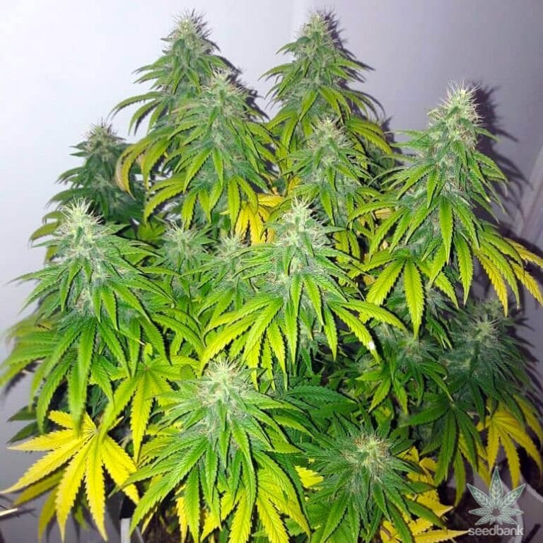 Power Plant Seeds - Seed Bank - Feminized Autoflower Marijuana Seeds