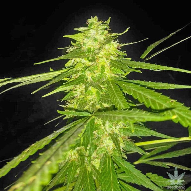 Lemon Diesel Seeds - Seed Bank - Feminized Lemon Diesel Strain