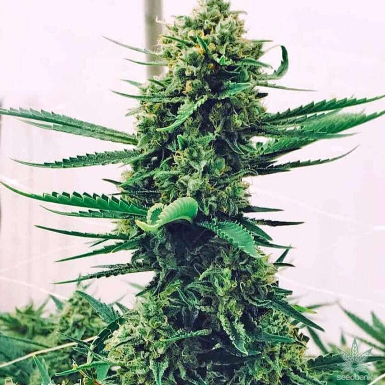 Lemon Diesel Seeds - Seed Bank - Feminized Lemon Diesel Strain