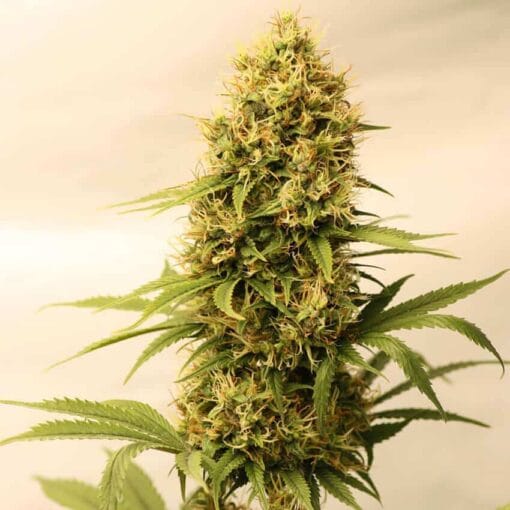Amnesia Fast Flowering Seeds - Seed Bank - Feminized Fast Cannabis Seeds