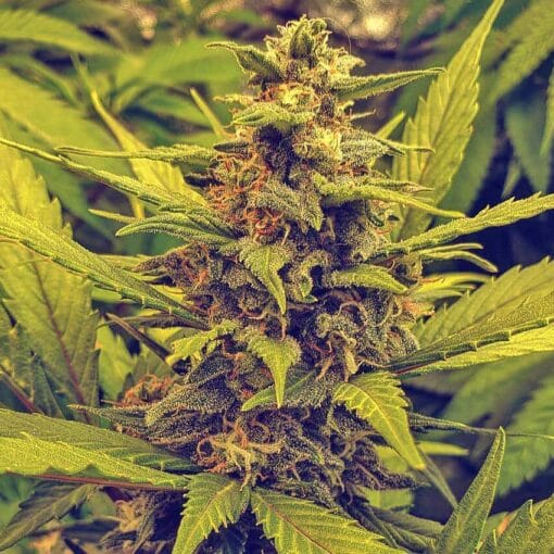 Amnesia Fast Flowering Seeds - Seed Bank - Feminized Fast Cannabis Seeds