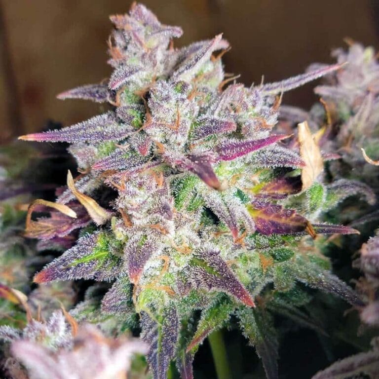 Breathtaking Pineapple Auto Seeds - Pineapple Autoflower Seeds