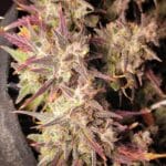 Breathtaking Pineapple Auto Seeds - Pineapple Autoflower Seeds