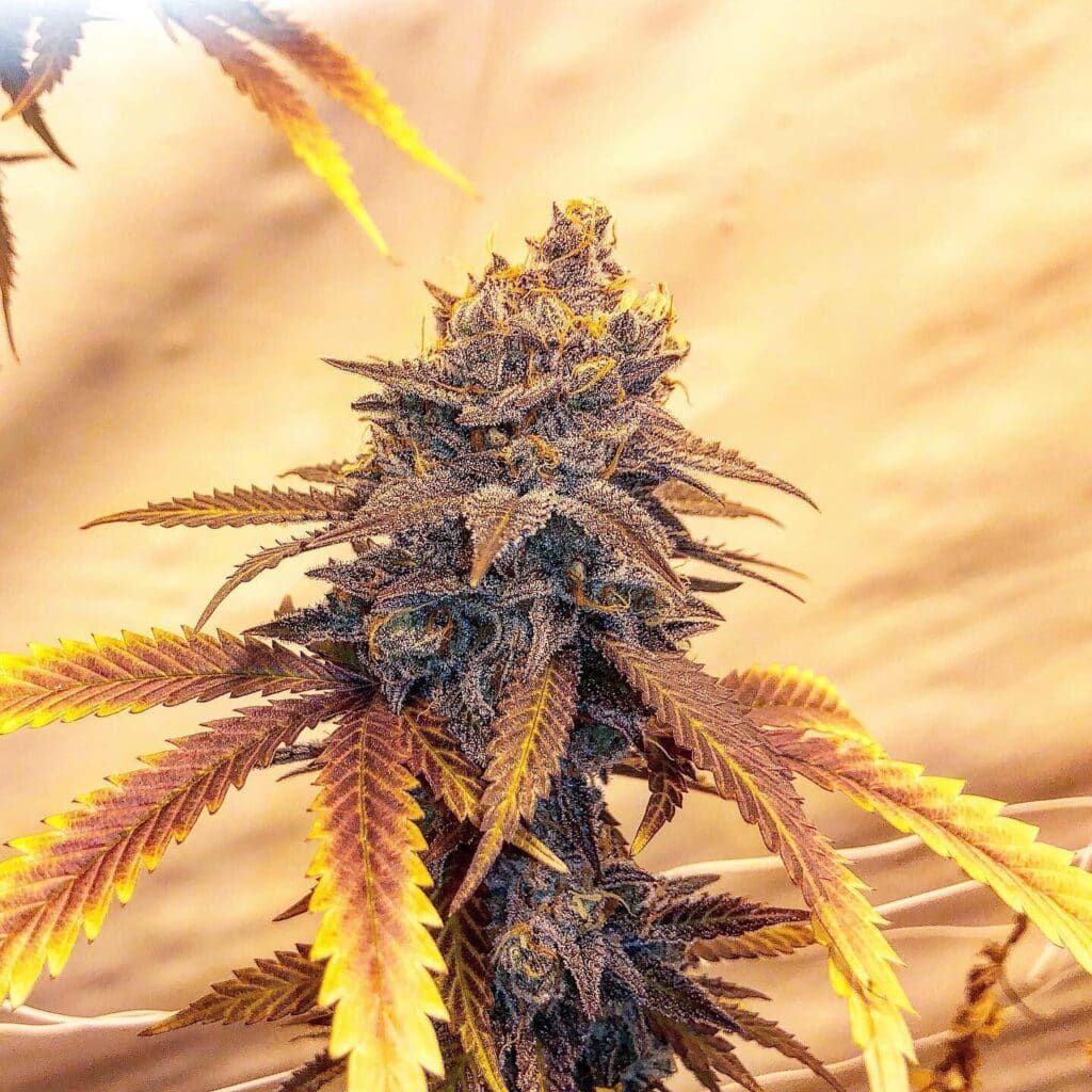Alien OG Seeds - SEED BANK