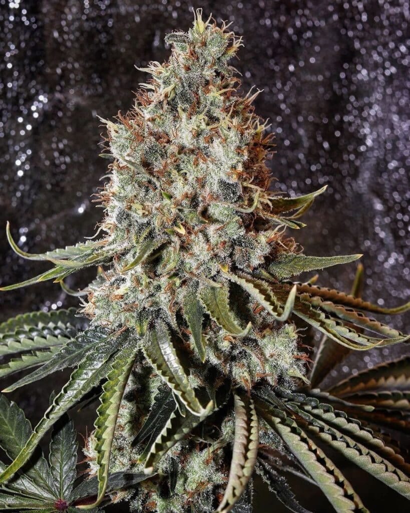 Amnesia Lemon Seeds - SEED BANK
