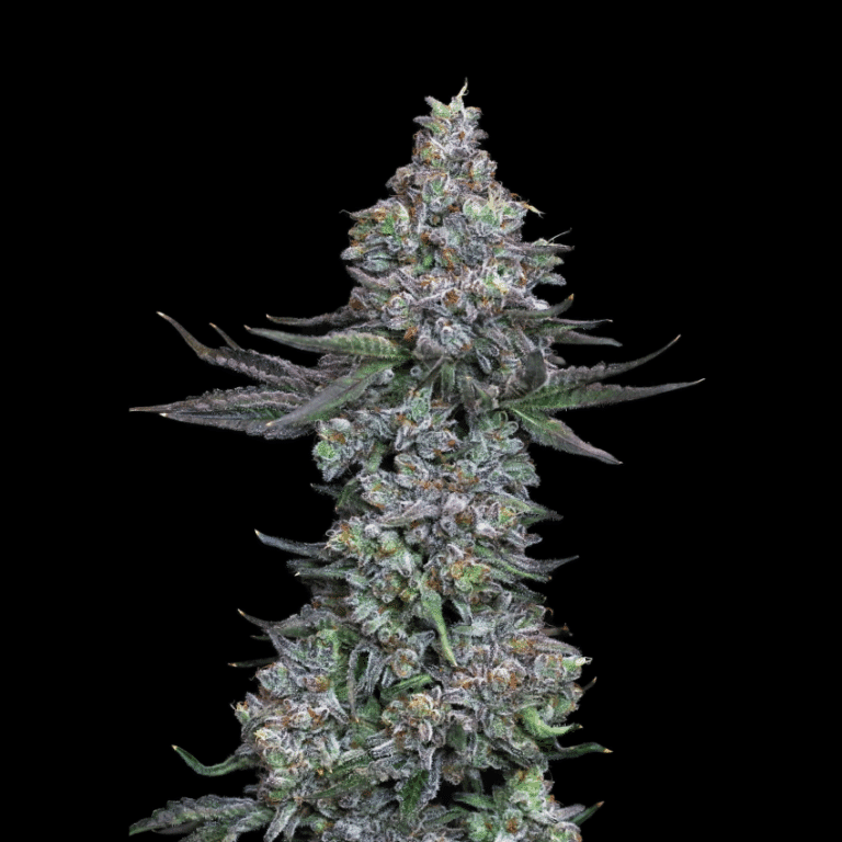 Animal Mints Seeds - SEED BANK