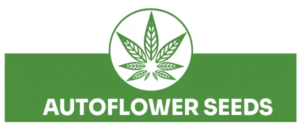 Autoflower Seeds. Fast 8 Week Harvests. High THC Feminized Autoflowers